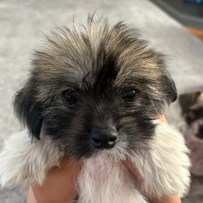 Ming - Small Male Chinese Crested Dog x Chihuahua x Maltese x Shih Tzu ...