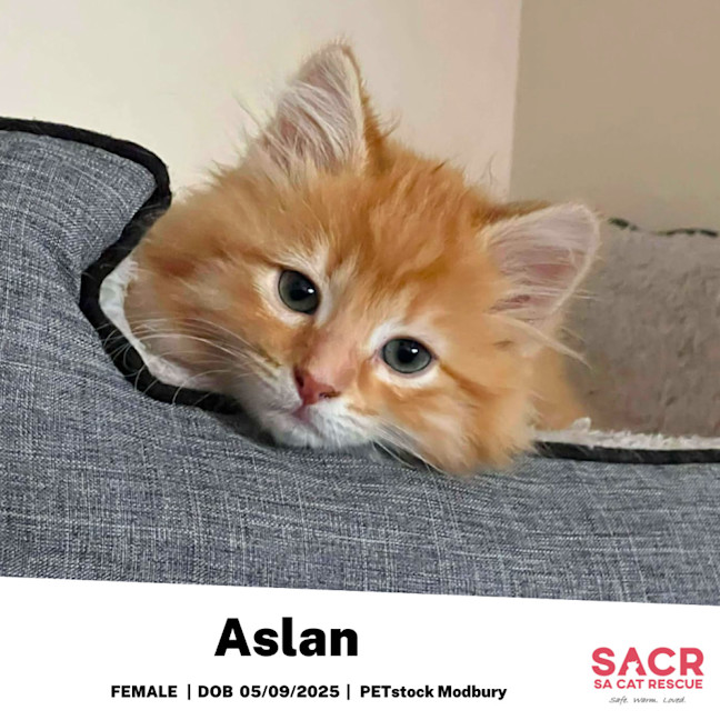Aslan - Female Domestic Long Hair (DLH) Cat in SA - PetRescue