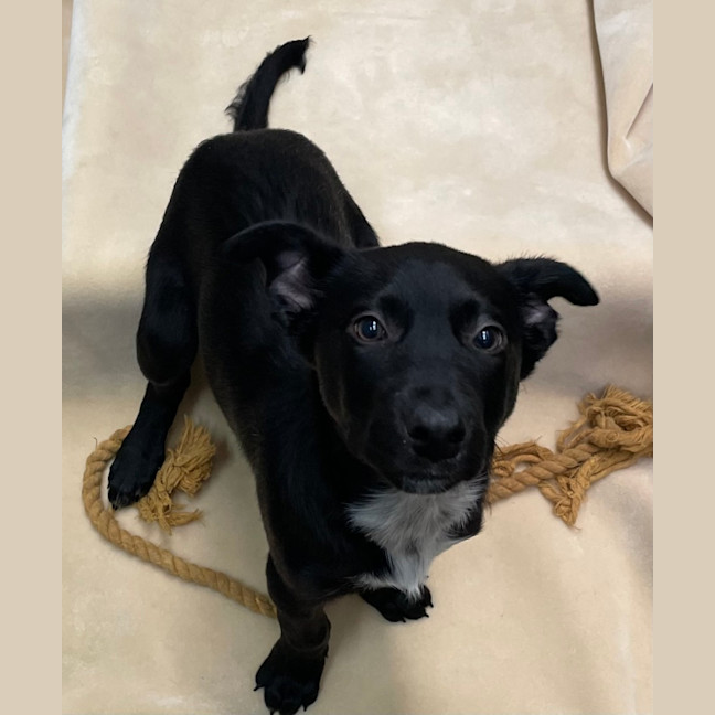Saphie - Medium Male Kelpie x Blue Heeler Mix Dog in VIC - PetRescue