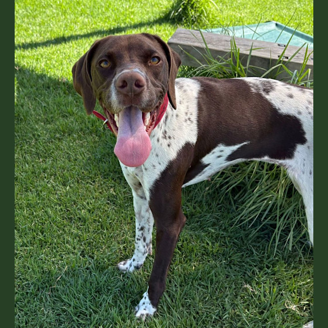 Remmy Micari - Large Female German Shorthaired Pointer Mix Dog in VIC ...