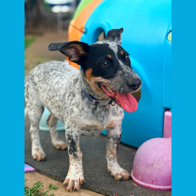 Lazuli - Small Female Australian Cattle Dog Mix Dog in QLD - PetRescue