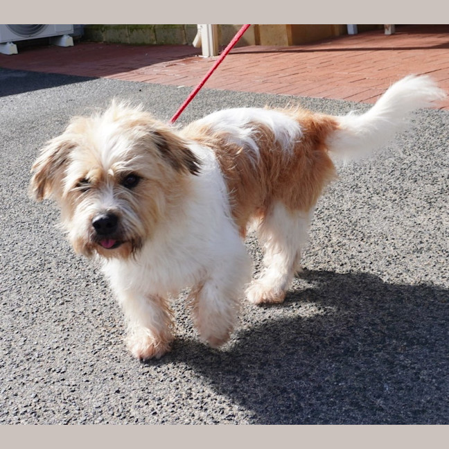 Hamish - Small Male West Highland White Terrier x Shih Tzu Dog in WA ...