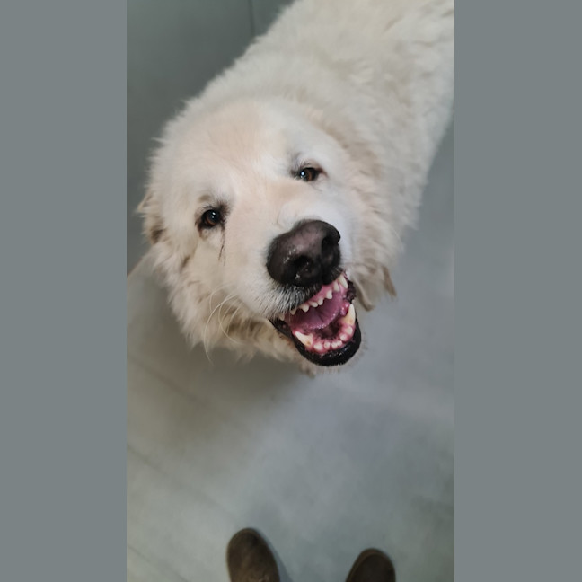 Kimba - Large Male Maremma Sheepdog Mix Dog in VIC - PetRescue