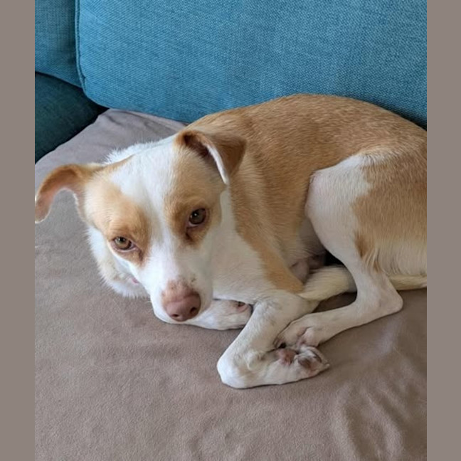 Bella - Small Female Fox Terrier Mix Dog in QLD - PetRescue