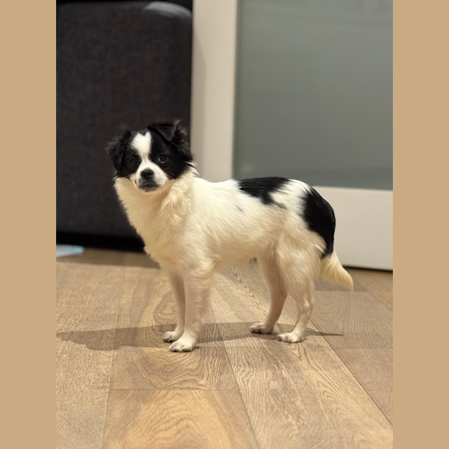 Pookie - Small Female Chihuahua Mix Dog in VIC - PetRescue