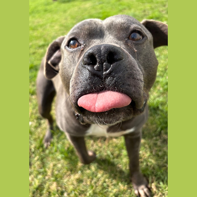 Big Rodney - Medium Male American Staffy Mix Dog in VIC - PetRescue