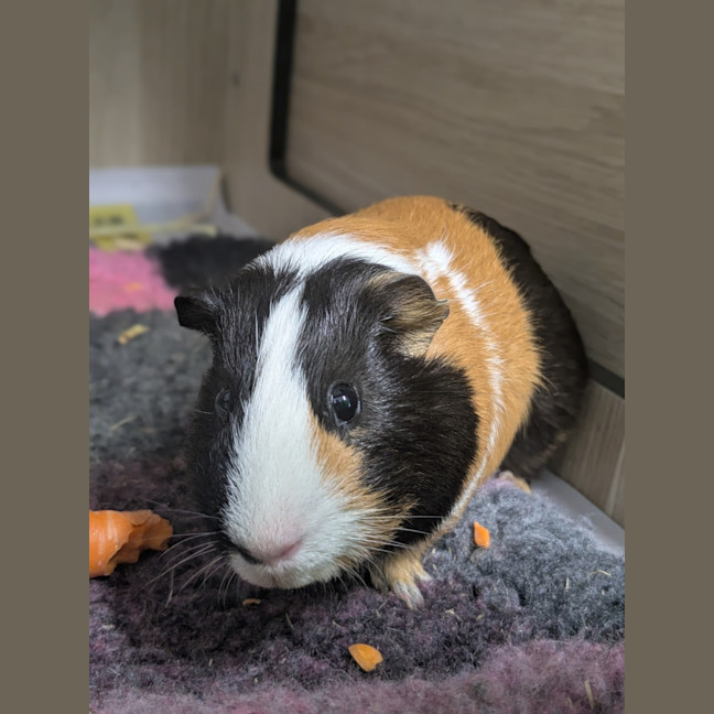 🐷 Guinea Pigs (multiple) 🐷 - Male Medium-hair Peruvian Mix Guinea Pig ...