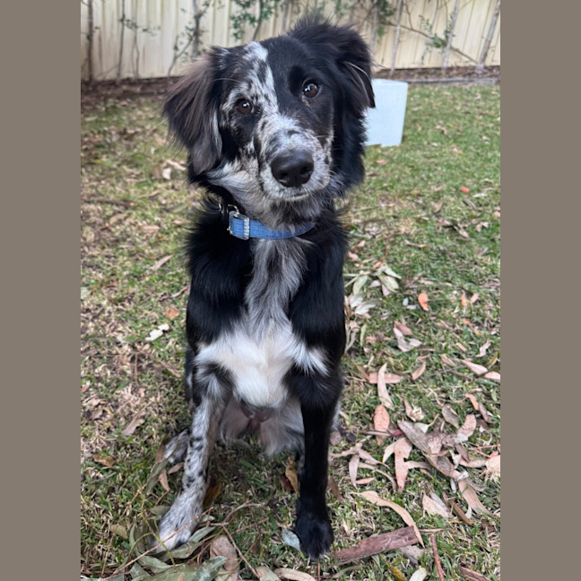 Winnie - 8 Month Old Bordoodle - Medium Female Border Collie x Poodle Dog in NSW - PetRescue