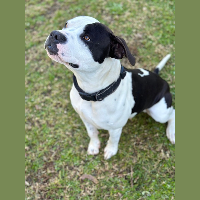 Prince - Large Male American Bulldog x American Staffordshire Terrier ...