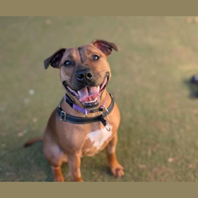 Winnie - Medium Female Staffy Mix Dog in VIC - PetRescue