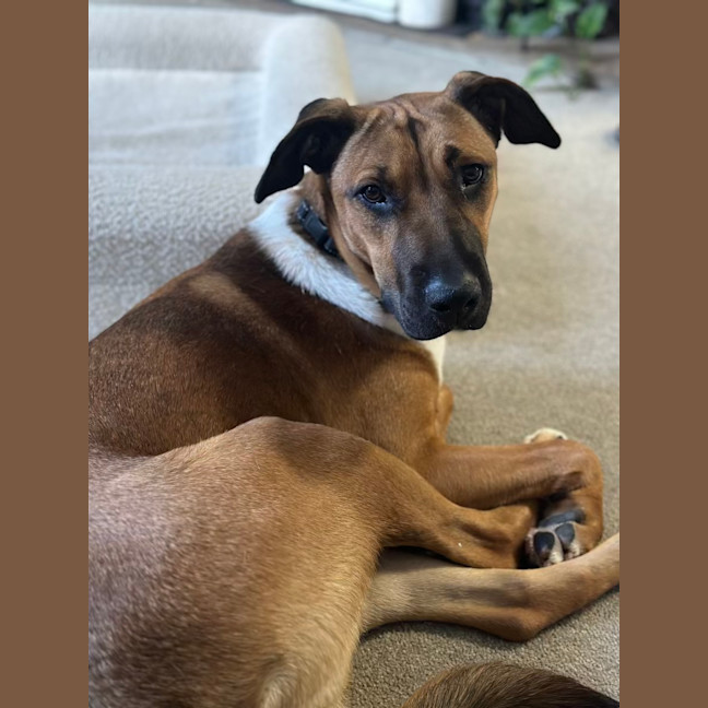 Chibi - Large Female Bull Arab Mix Dog in VIC - PetRescue