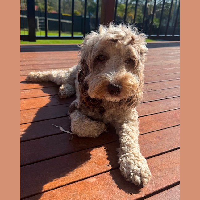 Montie - Medium Female Cocker Spaniel x Poodle (Miniature) Mix Dog in ...