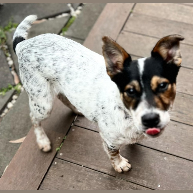 Banjo - Medium Male Australian Cattle Dog x Jack Russell Terrier Dog in ...