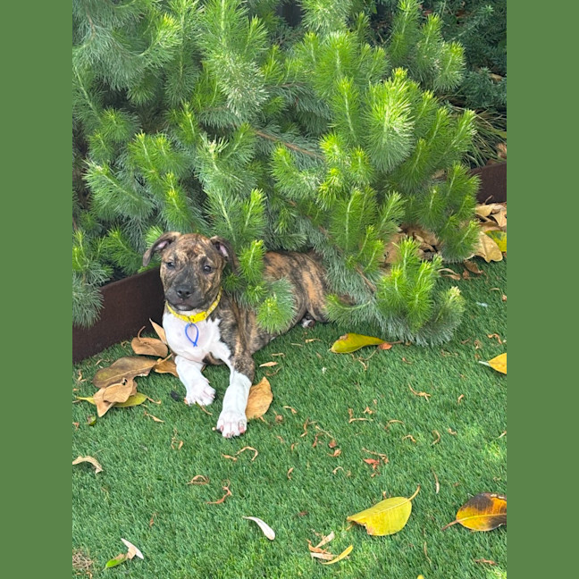 Brooke - 14 Week Old Ridgeback X - Medium Female Rhodesian Ridgeback x ...