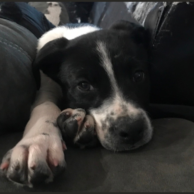 Wild Cherry - Medium Male Border Collie x Staffordshire Bull Terrier ...
