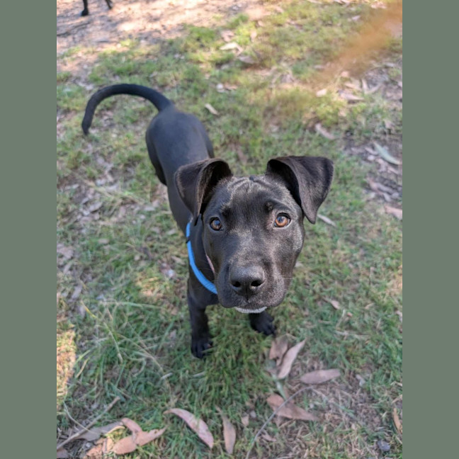 Echo - Large Female Great Dane Mix Dog in QLD - PetRescue