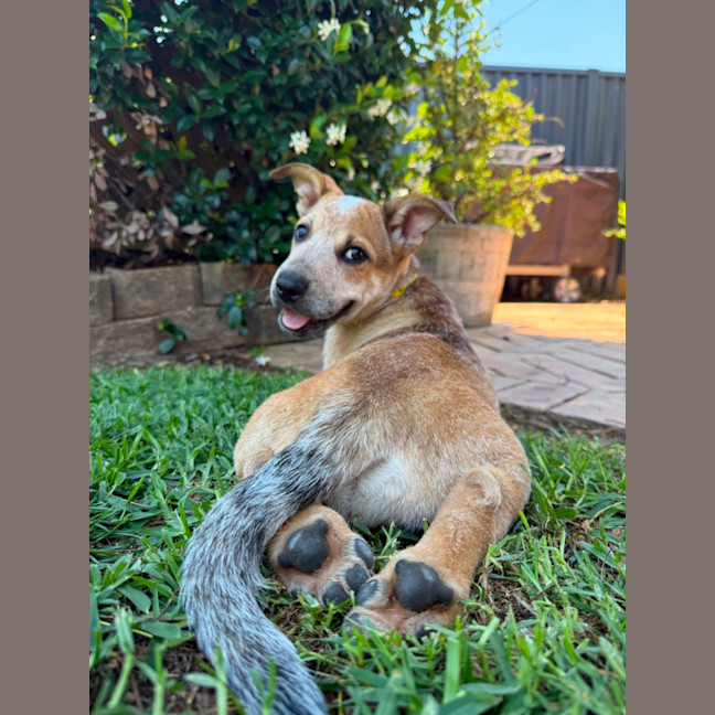 Buzz - Medium Male Australian Cattle Dog Mix Dog in NSW - PetRescue