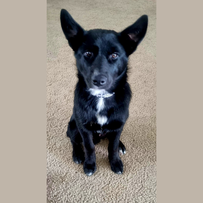 Oscar - 5 Month Old Kelpie x Samoyed - Medium Male Australian Kelpie x ...