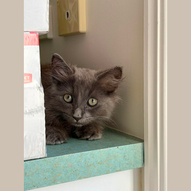 Stormy - Male Domestic Medium Hair (DMH) Cat in QLD - PetRescue
