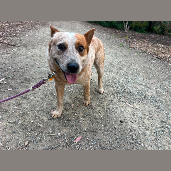 Mateo - Medium Male Australian Cattle Dog Dog in VIC - PetRescue