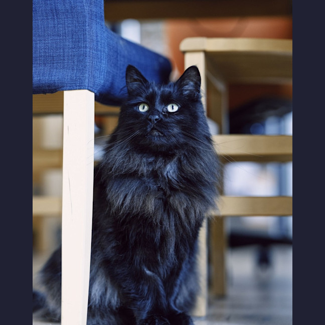 Milo - Male Domestic Long Hair (DLH) Cat in VIC - PetRescue