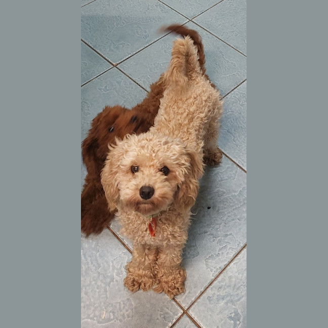 Vaughn - Small Male Bichon Frise Mix Dog in NSW - PetRescue