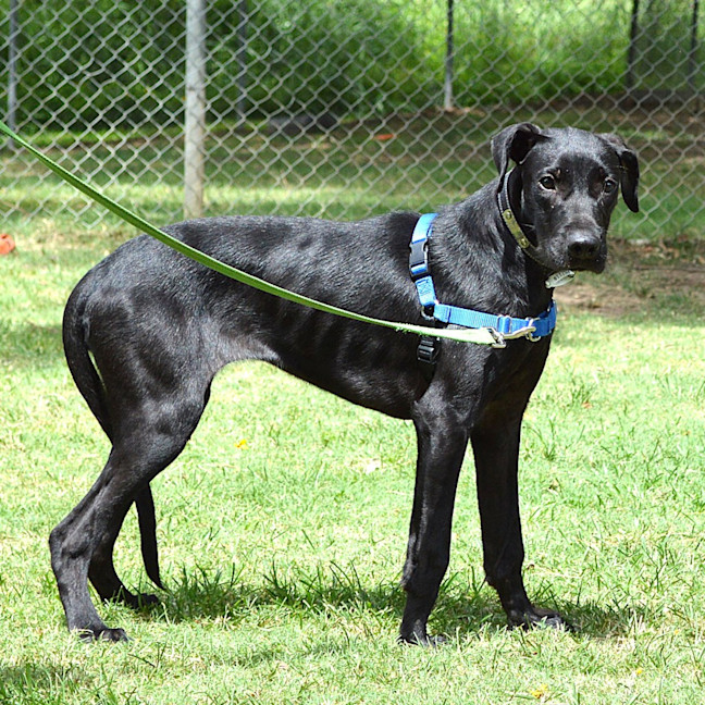 Soren - Medium Female Bull Arab x Labrador Mix Dog in QLD - PetRescue