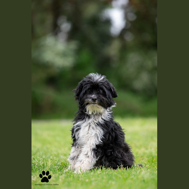 Oreo - Small Male Mixed x Poodle Toy Mix Dog in NSW - PetRescue