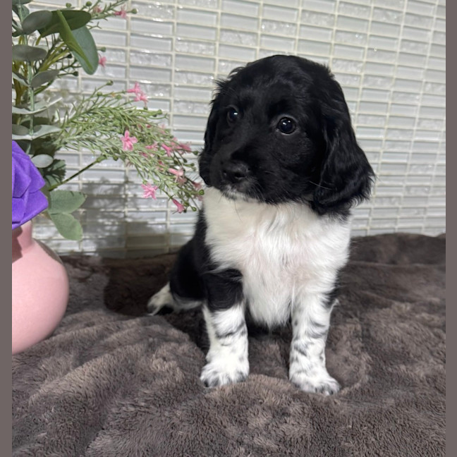 Oreo - Small Male Cocker Spaniel x Pomeranian Mix Dog in QLD - PetRescue