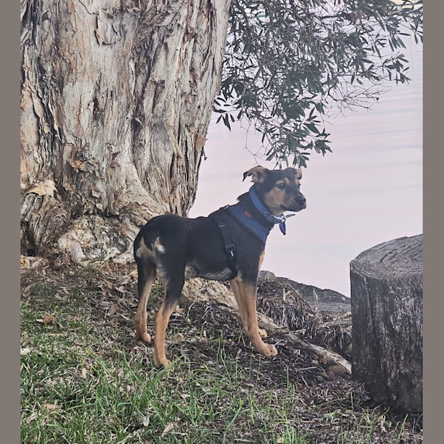 Alfie - 4 Month Old Kelpie (Trial) - Medium Male Kelpie Dog in NSW ...