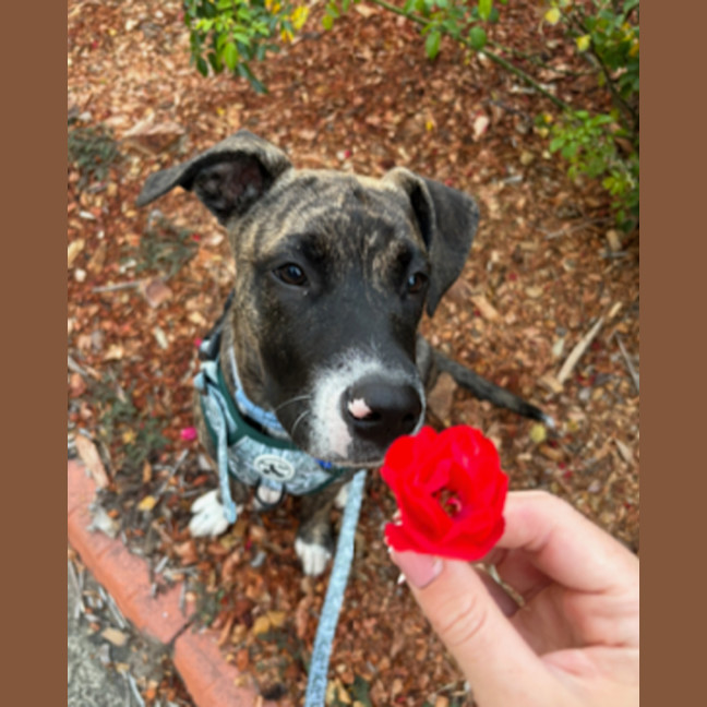 Lucy - 10 Month Old Staffy X - Medium Female American Staffordshire Terrier Mix Dog in NSW ...