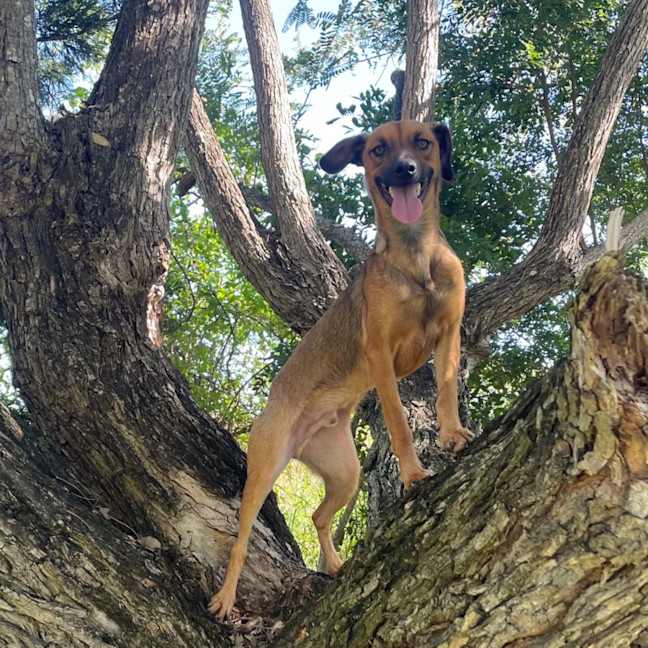 Finlay - Small Male Australian Kelpie Mix Dog in QLD - PetRescue