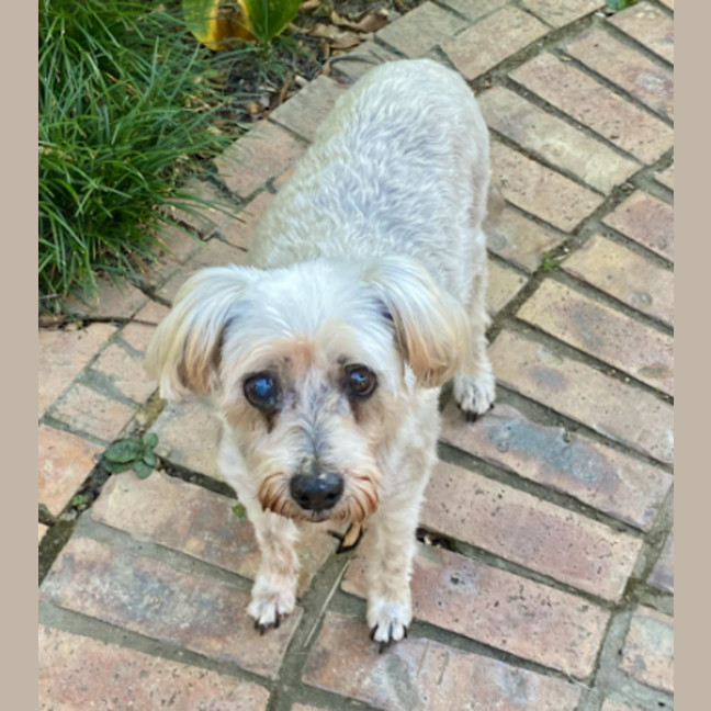 Charlie & Isa - Small Male Maltese Dog in QLD - PetRescue