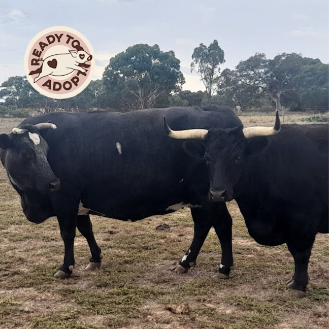 Limerick, Stamena & River - Male Cow in VIC - PetRescue