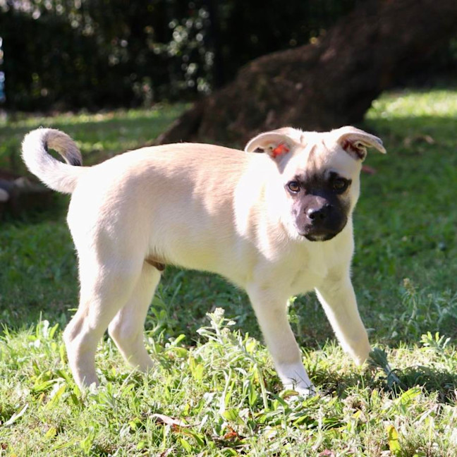 Rex - Medium Male Pug Mix Dog in QLD - PetRescue
