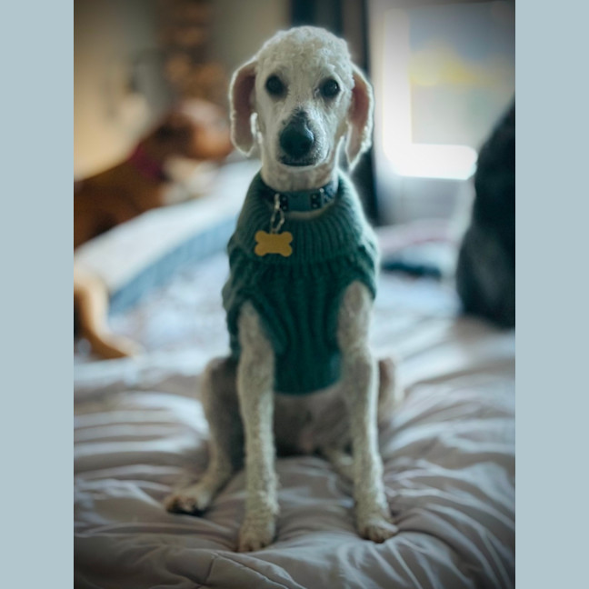 Quasar - Small Male Cocker Spaniel x Poodle Mix Dog in VIC - PetRescue