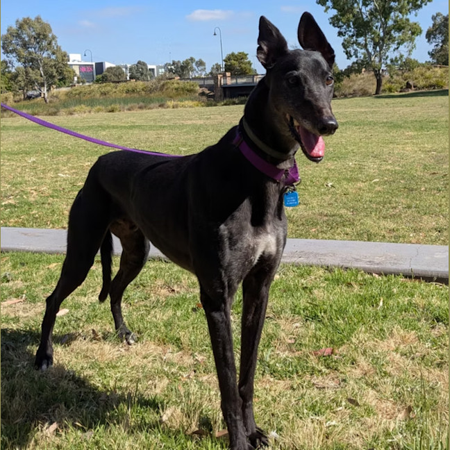 Jai - Large Male Greyhound Dog in VIC - PetRescue