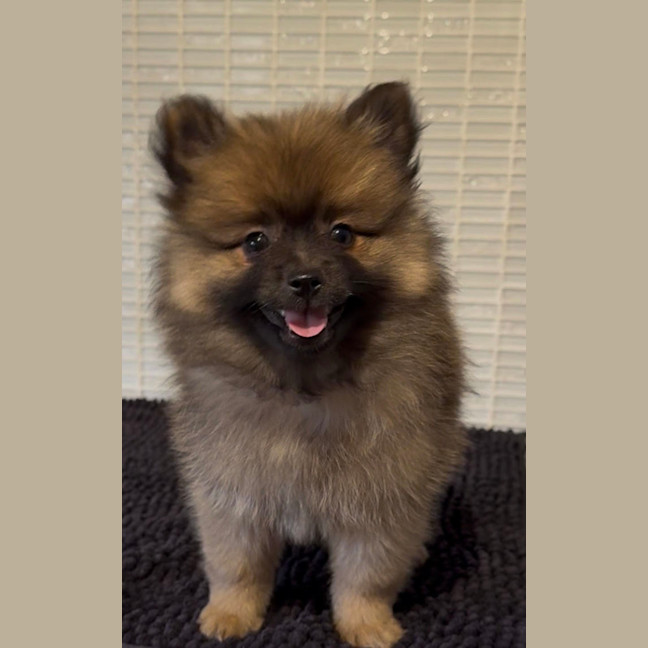 Benny - Medium Male German Spitz Dog in QLD - PetRescue