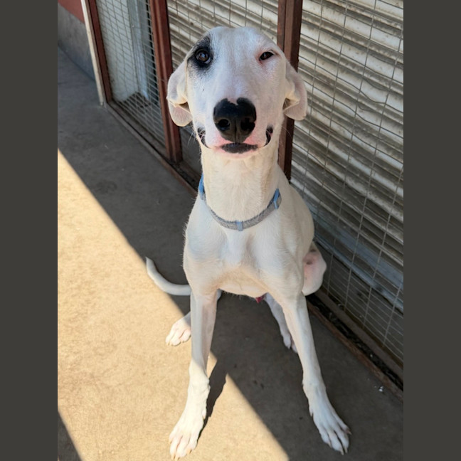 Skitch - Medium Male Staghound Mix Dog in VIC - PetRescue