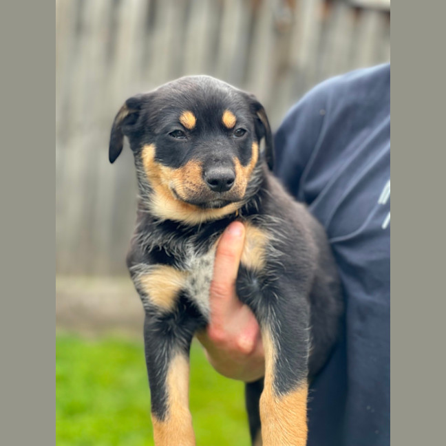 Matriciana - Large Female Australian Kelpie x German Shepherd Dog Mix ...