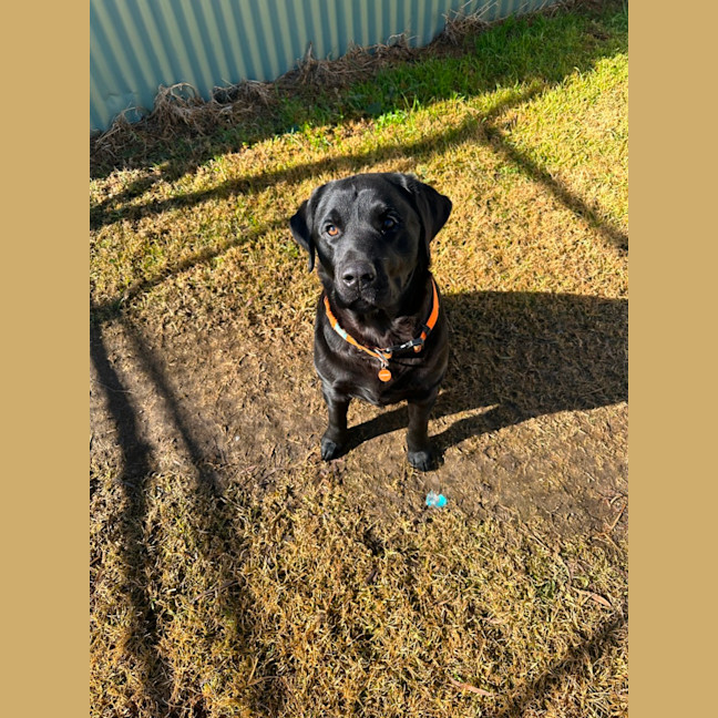 Archie - Large Male Labrador Retriever Dog in NSW - PetRescue