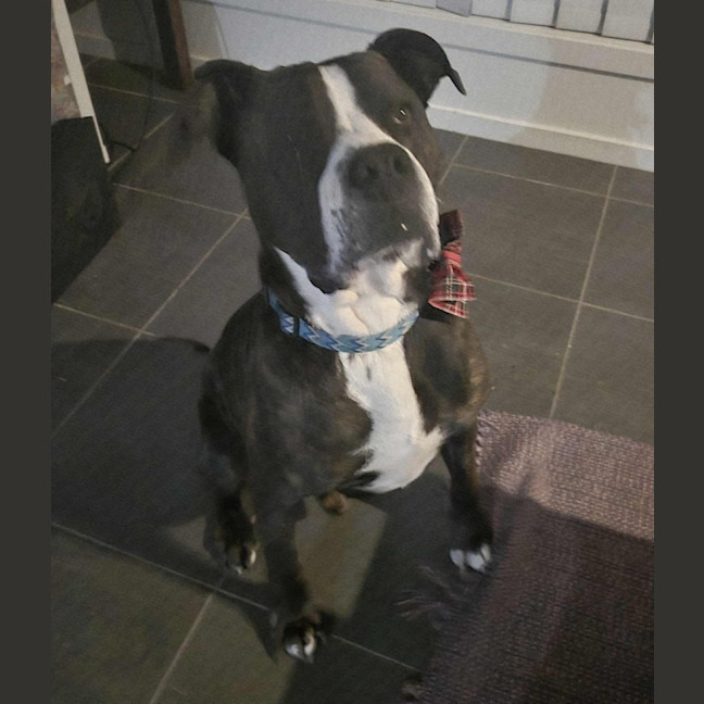 Cruz - Medium Male Bull Arab Mix Dog in QLD - PetRescue
