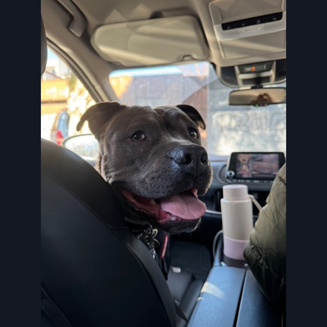 Gambit - Medium Female Staffordshire Bull Terrier Mix Dog in VIC ...