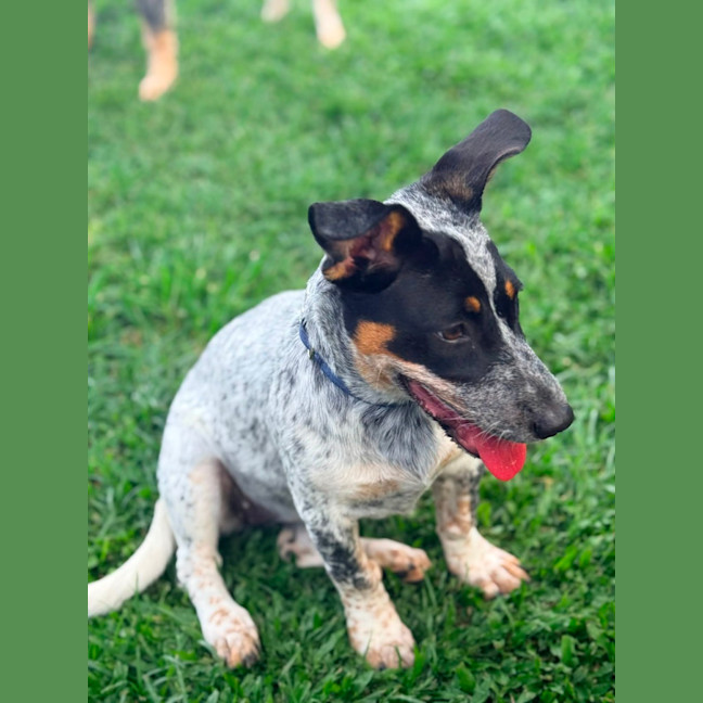 Lazuli - Small Female Australian Cattle Dog Mix Dog in QLD - PetRescue