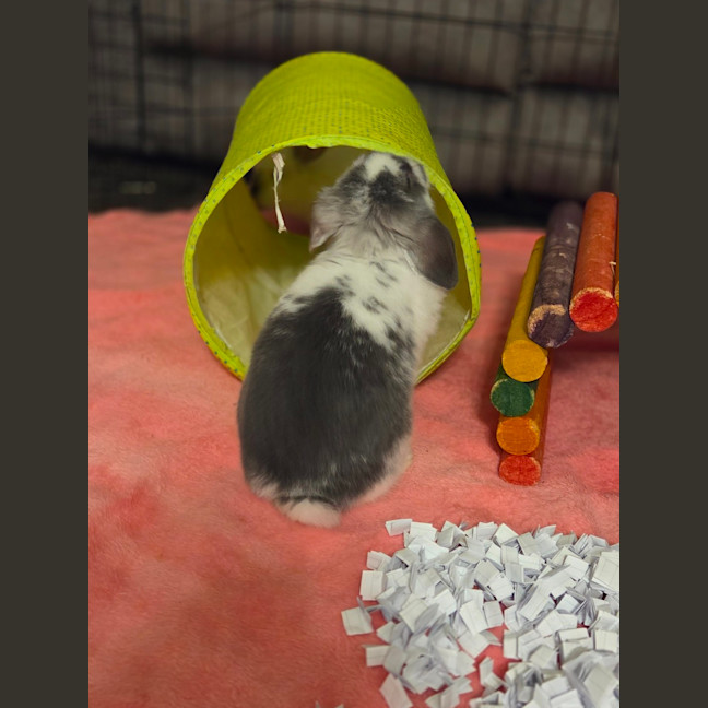 Kimmy - Female Mini Lop Mix Rabbit in VIC - PetRescue