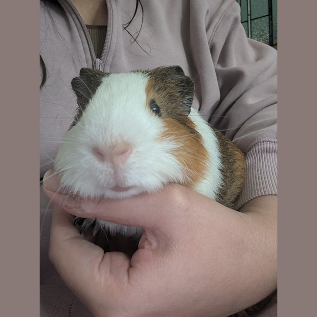 Chip - Male Short-hair Guinea Pig in VIC - PetRescue