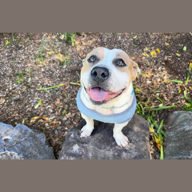 Babe - Medium Female American Staffordshire Terrier Mix Dog in NSW - PetRescue