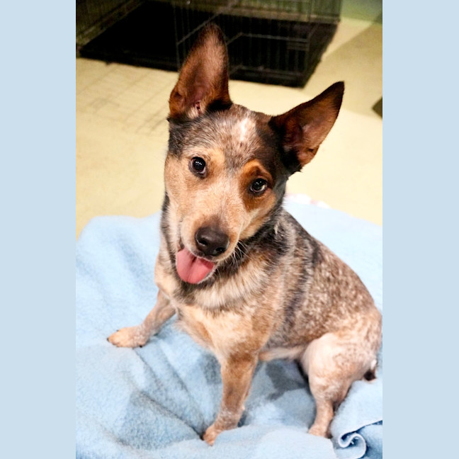 Red - Medium Male Stumpy Tail Cattle Dog Mix Dog in VIC - PetRescue