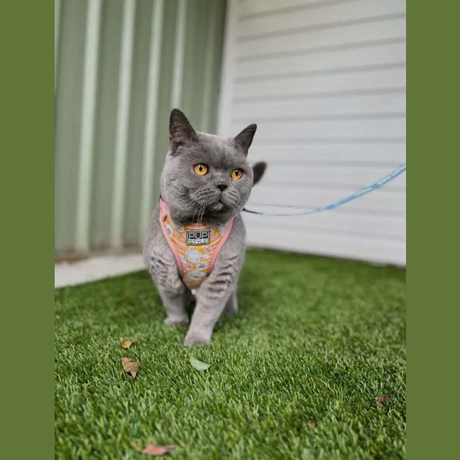 Puddin - Female British Shorthair Cat in NSW - PetRescue