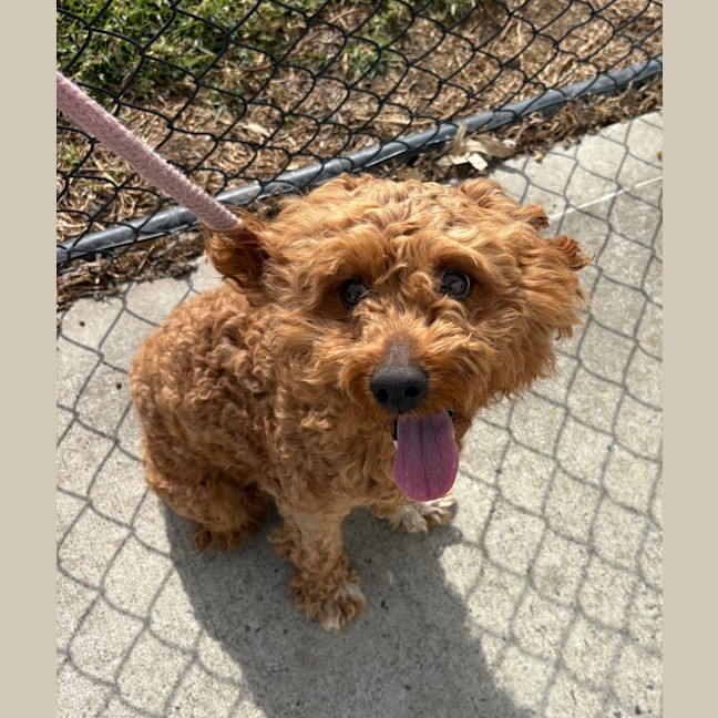 Bentley - Small Male Cavoodle Mix Dog in VIC - PetRescue